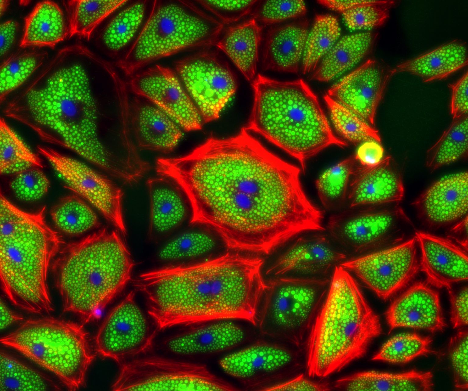 Cellcyte 3 - Live Cell Imaging Solution - Discover Echo