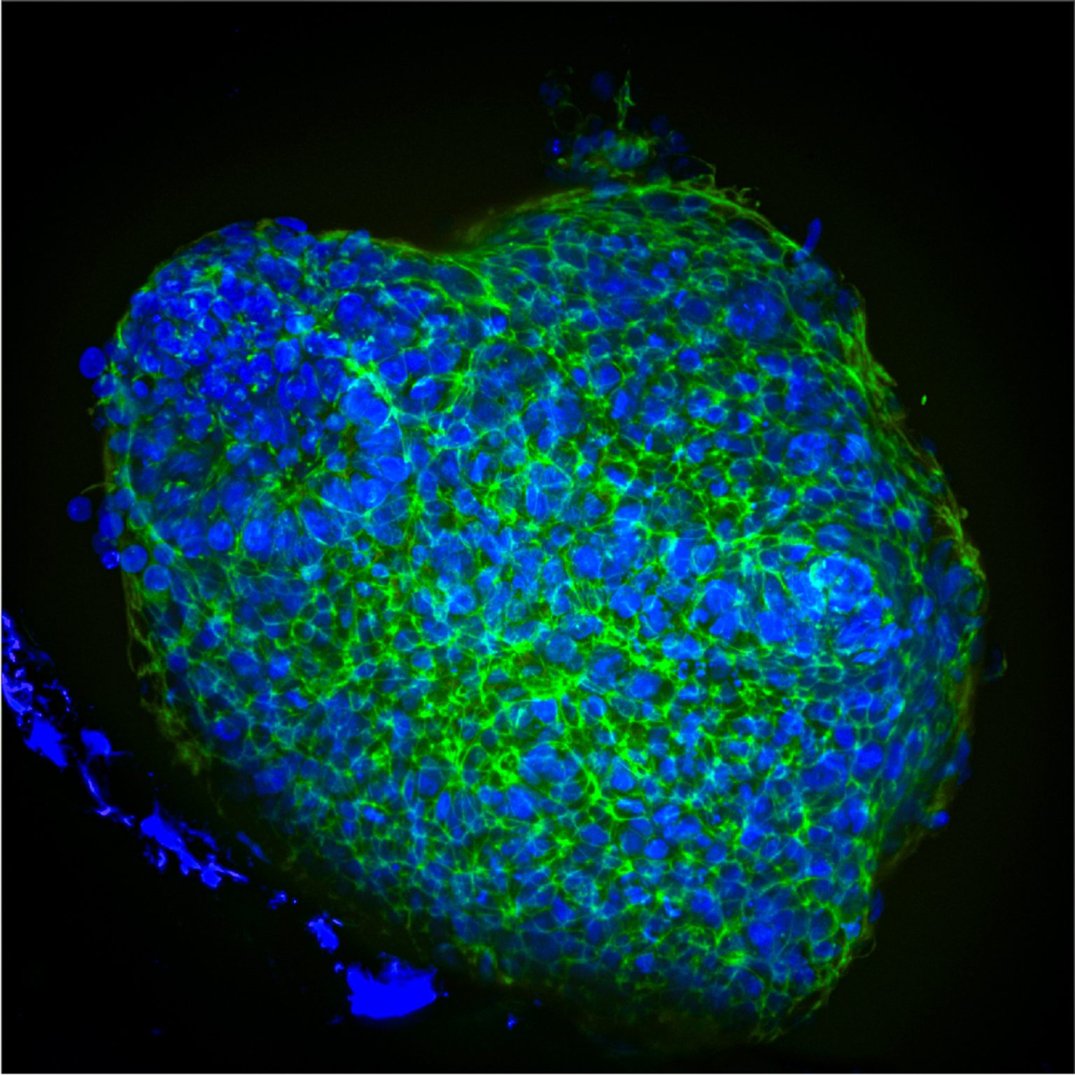Cellcyte 3 - Live Cell Imaging Solution - Discover Echo